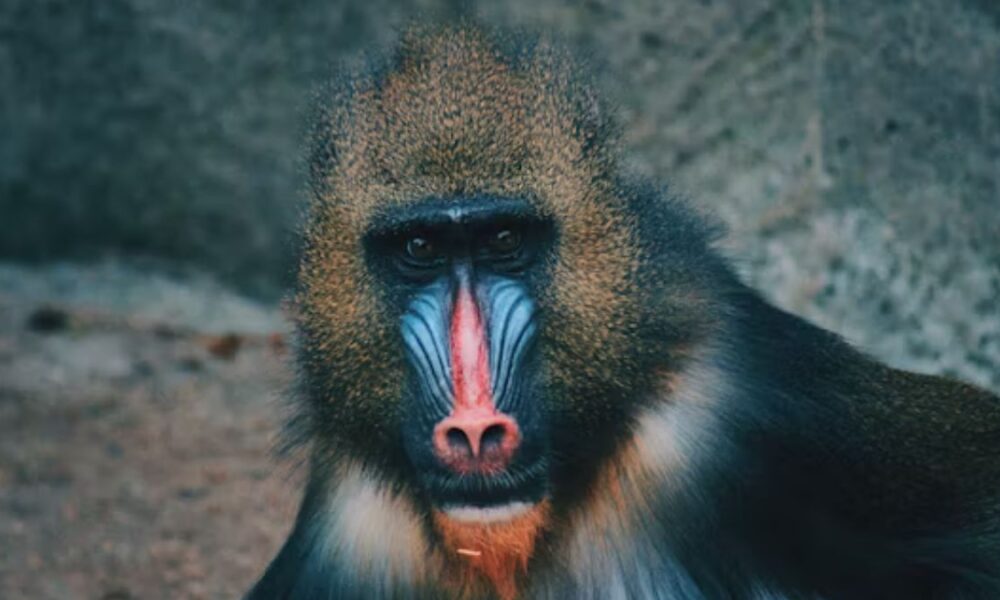 Monkeygg2: An In-Depth Look